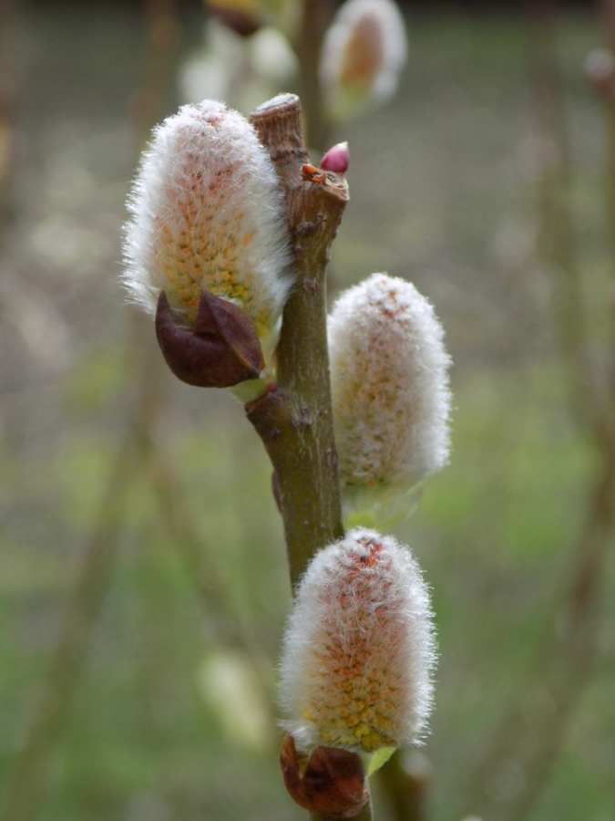 Pussy Willow Msd